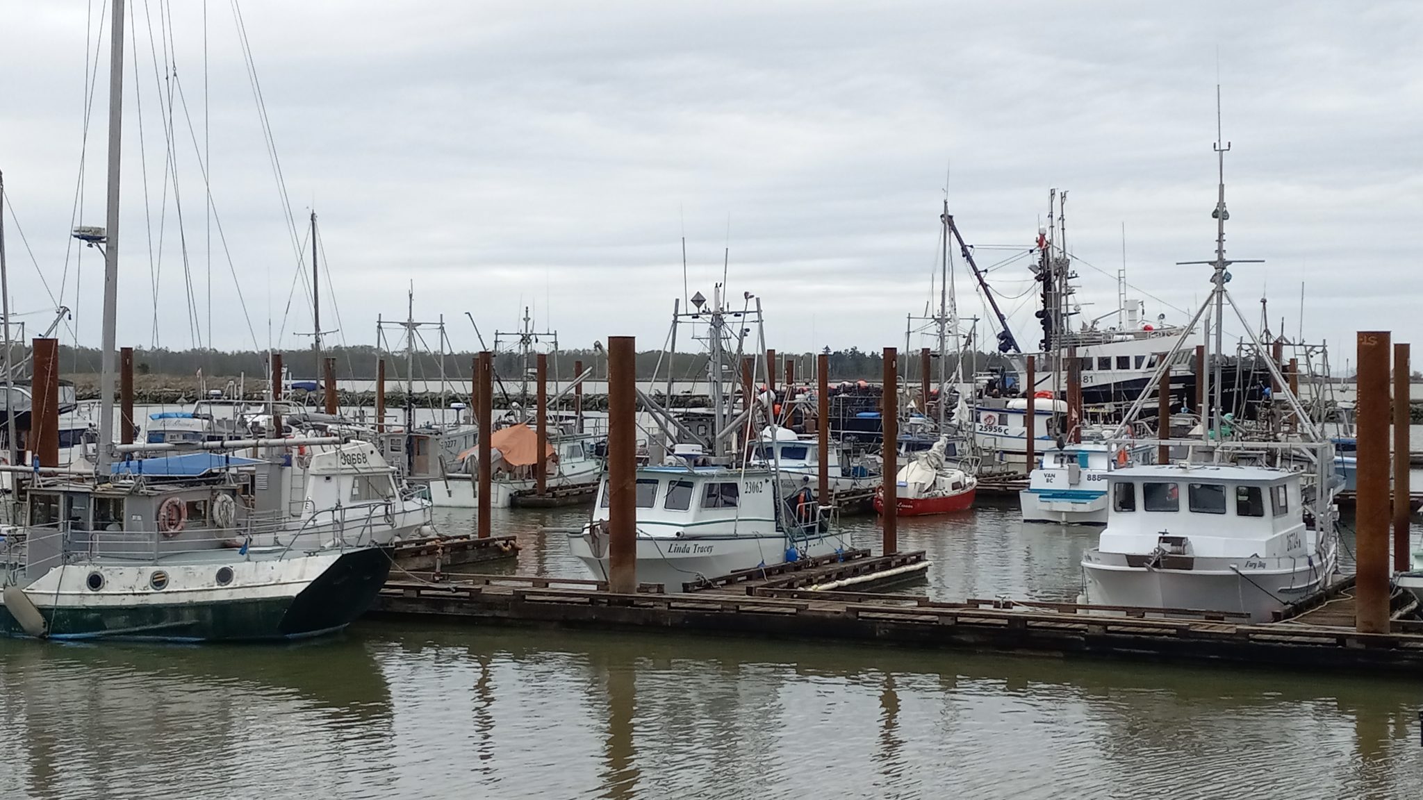 The two-part story of the withered fig tree – A Trustworthy Gospel